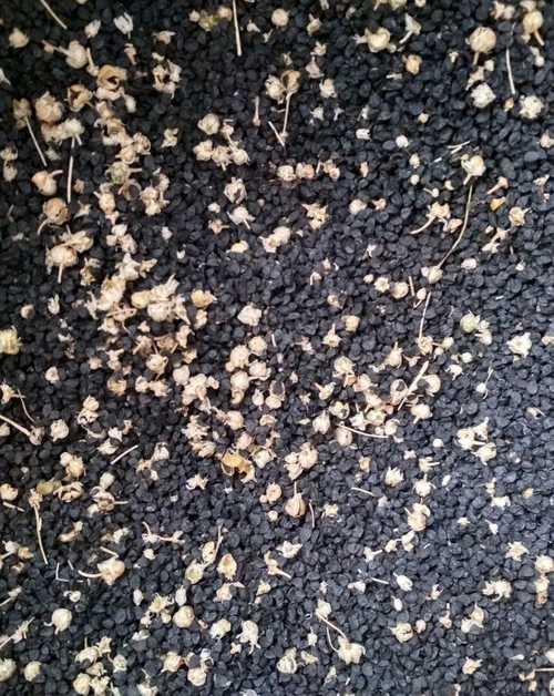 Семена лук чернушка