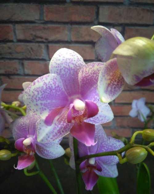 Орхидея фаленопсис Роттердам