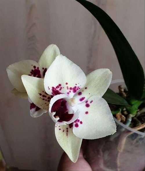 Орхидея фаленопсис Allura Antares