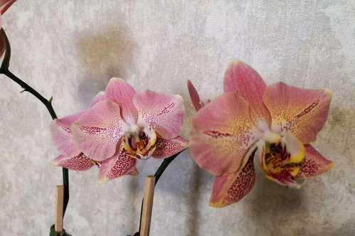 Орхидея фаленопсис Leco Fantastic