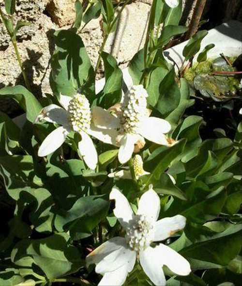 Растения для водоема и прибрежная зона