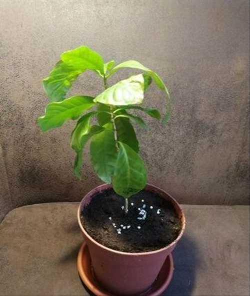 Растение Кофе сорта арабика