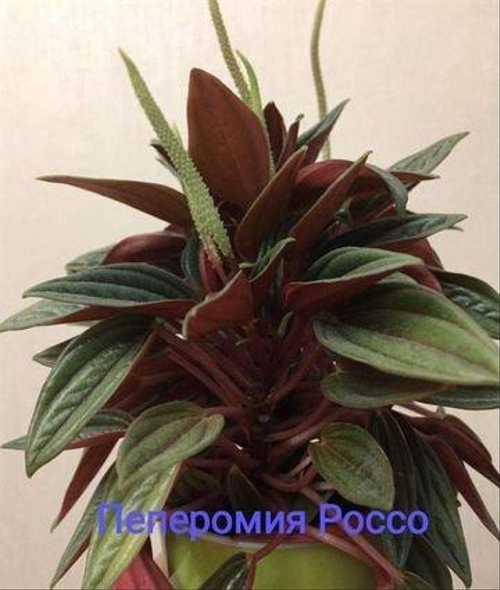 Комнатные растения, цветы разные