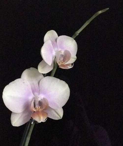 Орхидея фаленопсис персик/мальмо