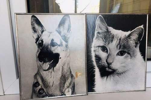 Портрет кошка собака фото
