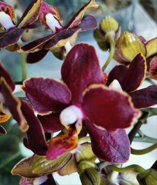 Орхидея фаленопсис Эсми 4 цв