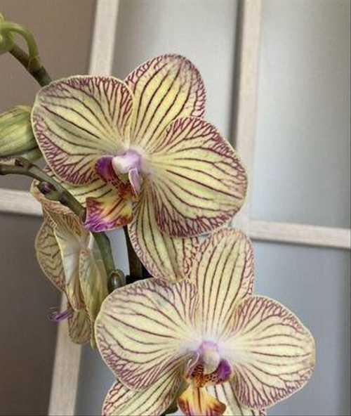 Орхидея фаленопсис torino