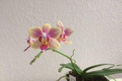 Орхидея P. Dtps Sogo Gotris. mini