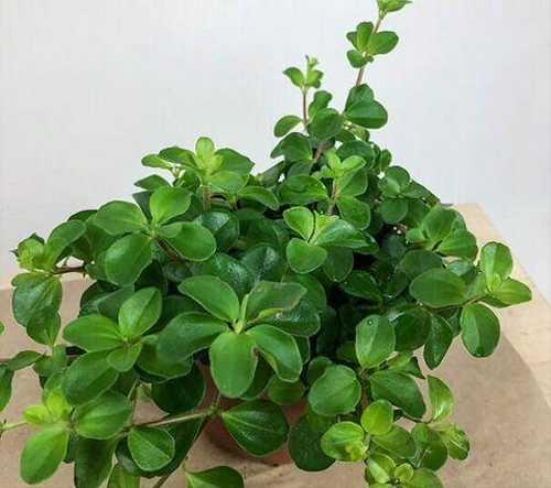 Пеперомия круглолистная ампельная Peperomia Rotund