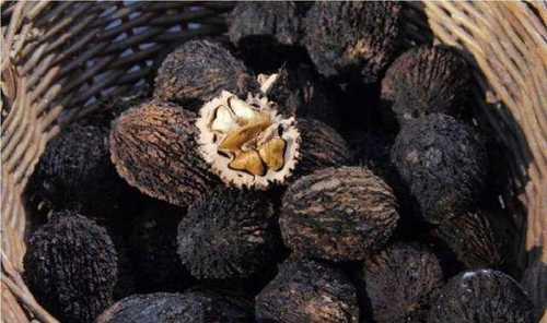 Орех черный, Juglans nigra, северный орех, семена