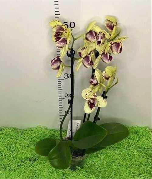 Орхидея фаленопсис пелор Albufiera