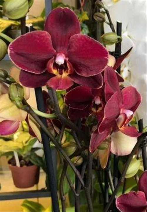 Орхидея Phalaenopsis Ola