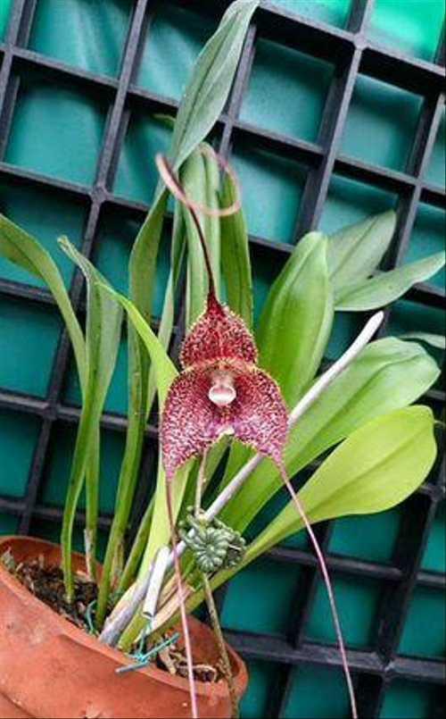 Орхидея Dracula wallisii