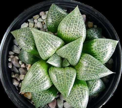 Haworthia Comptoniana - Хавортия Комптониана, семе