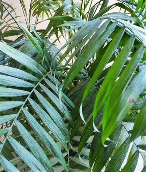 Комнатные растения пальма,фикус,кактус
