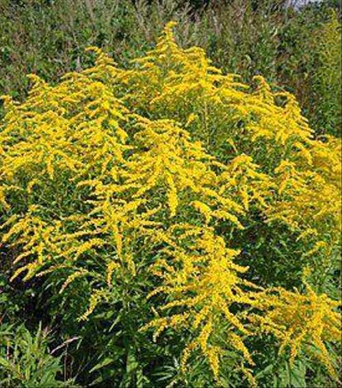 Золотарник