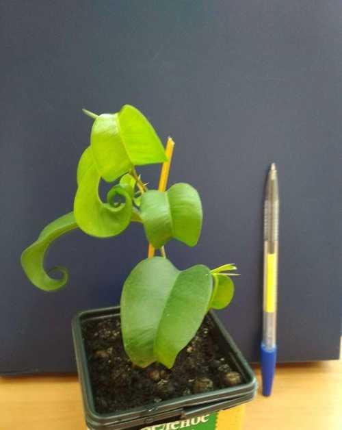 Фикус кудрявый Барок