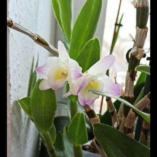 Дендробиум Нобиле орхидея
