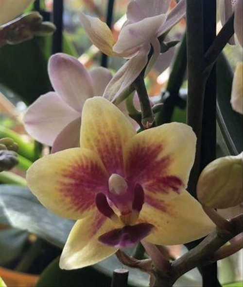 Орхидея фаленопсис Арома Sogo Gotris