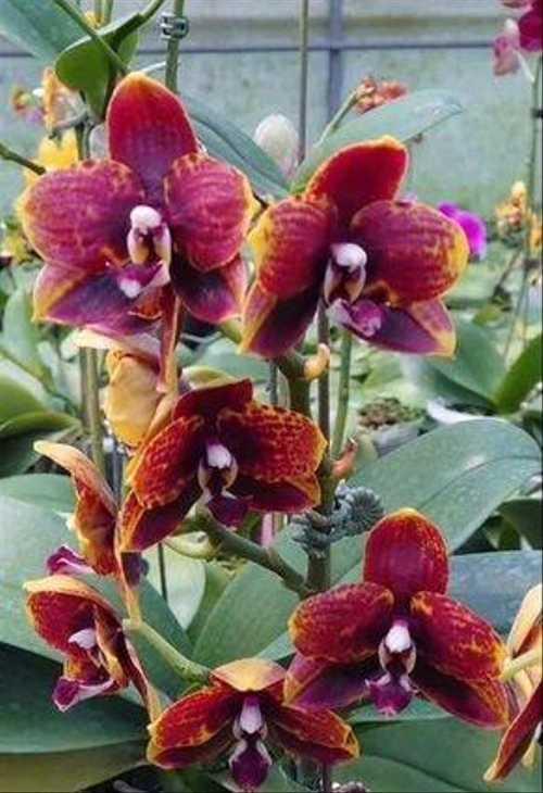 Орхидея (азиат) Phal. Miro Sun Beauty 'Miro'