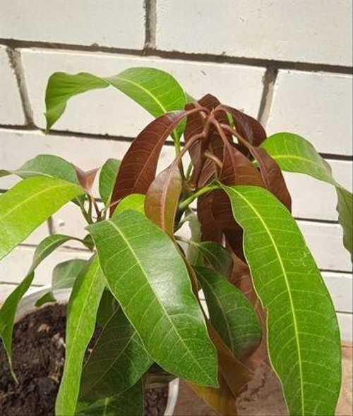 Комнатное растение Манго