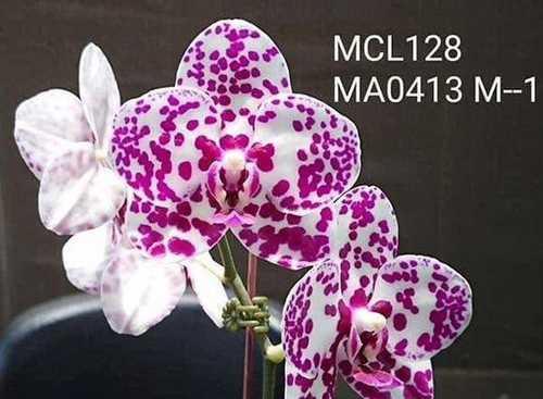 Орхидея фаленопсис MCL128 P.Mituo Sunrise”Mituo-Sn