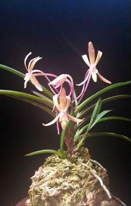Neofinetia falcata Ubae