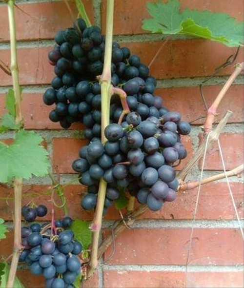 Саженцы винограда для открытого грунта