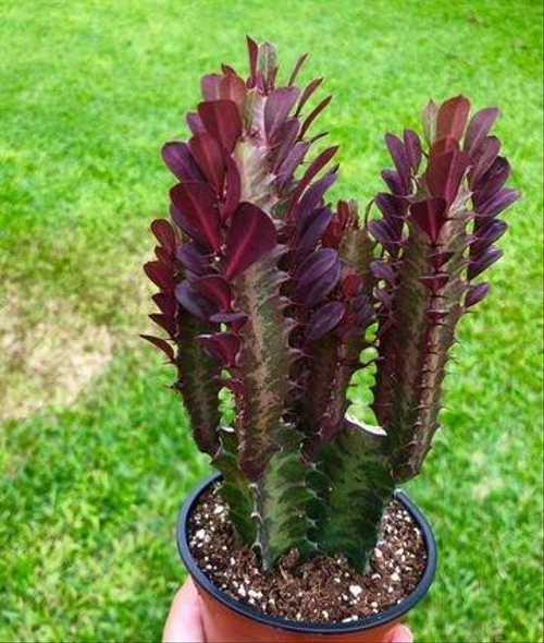 Euphorbia Trigona