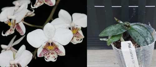Орхидея Phal. stuartiana 'tipo' x sib B60