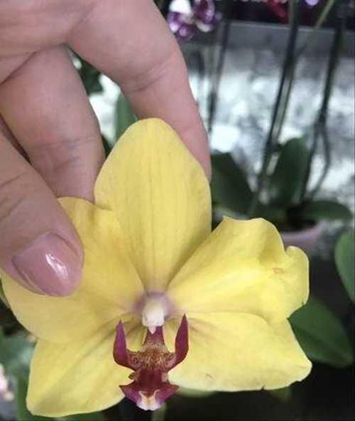 Орхидея фаленопсис бантик/ бабулетка