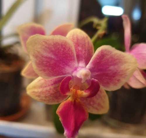 Фаленопсис орхидея Сого Готрис