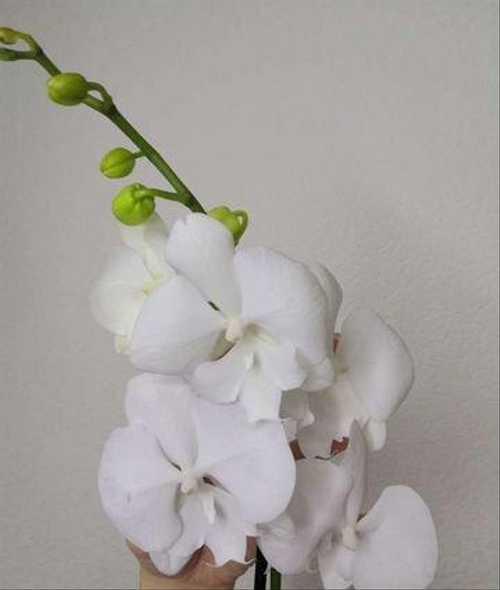 Орхидея Белоснежный Биг лип