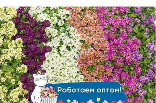 Рассада Цветы опт