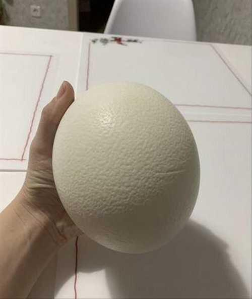 Страусиное яйцо