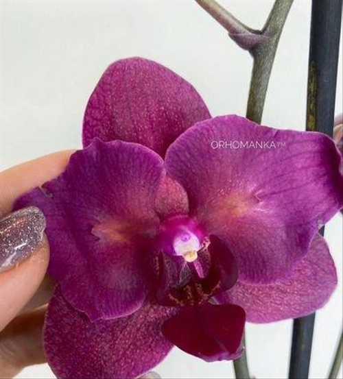 Орхидея фаленопсис бабочка Паваротти