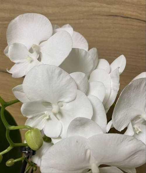 Орхидея Белоснежный Биг Лип (каскад)