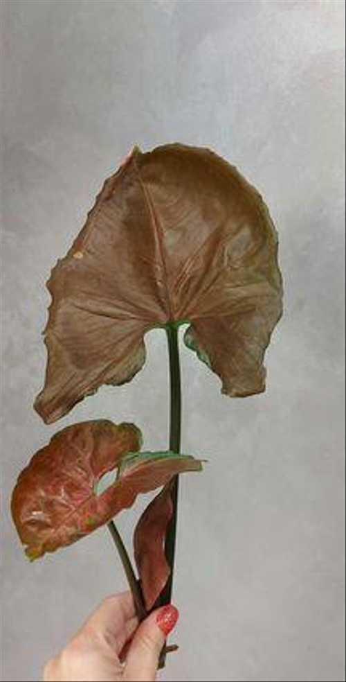 Сингониум Клубничный лед