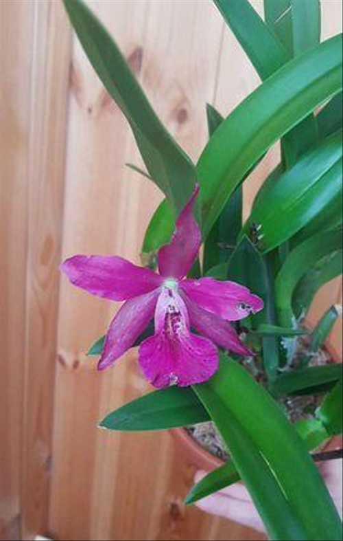 Орхидея каттлея гибрид малиновая