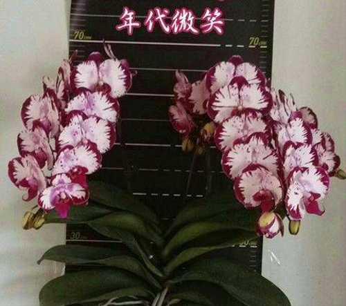 Орхидея фаленопсис Fuller's Mask 'Smile