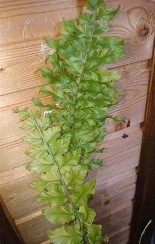 Нефролепис дассада вариегатная