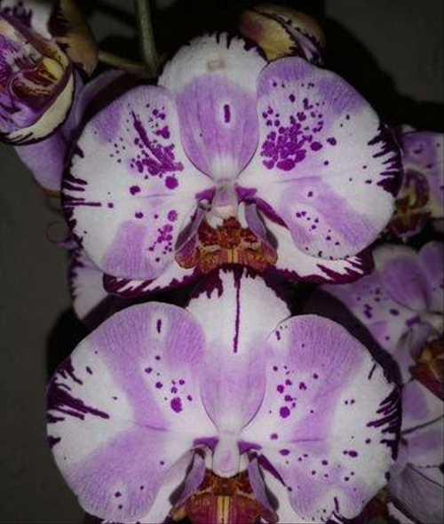 Орхидея фаленопсис Мэджик Арт и Попугай