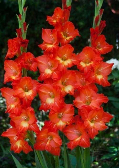 Гладиолус Крупноцветковый "Никита", набор 7 шт