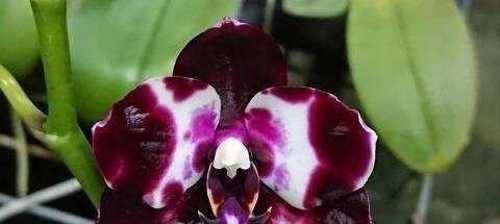 Орхидея фаленопсис MCL156 P. Mituo Reflex DD ‘Blac