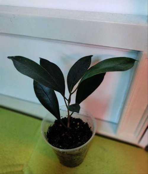 Фикус Ретуза Грин