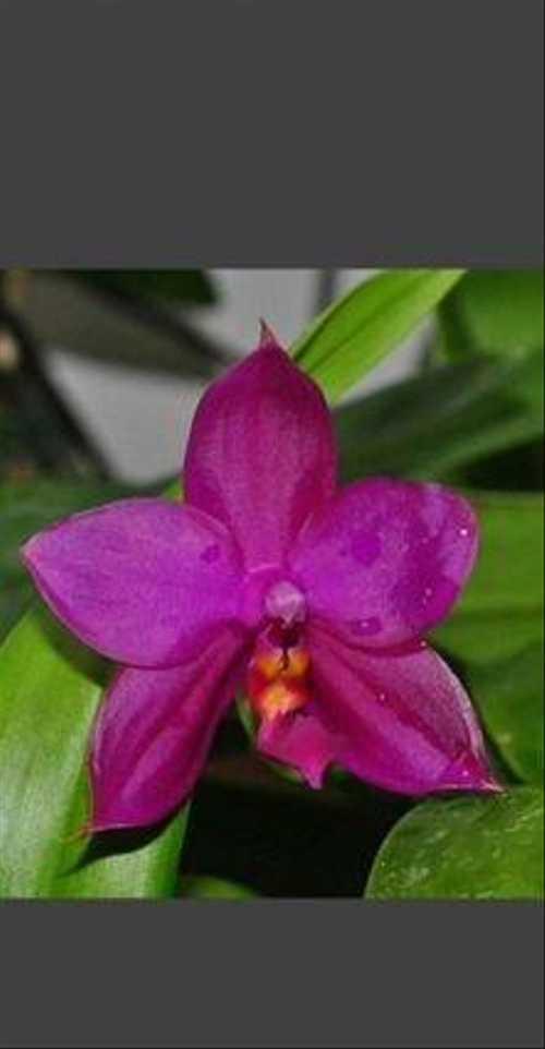 Phal. (violacea indigo - Su An Super Star) 'yaphon