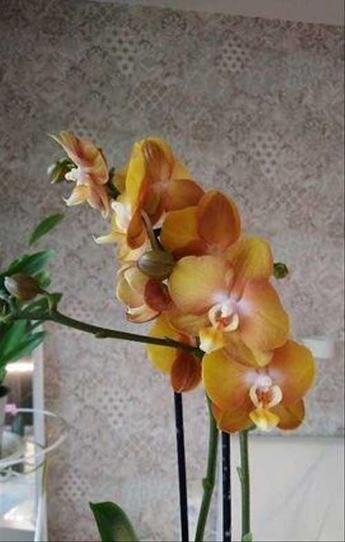Орхидея фаленопсис цветут