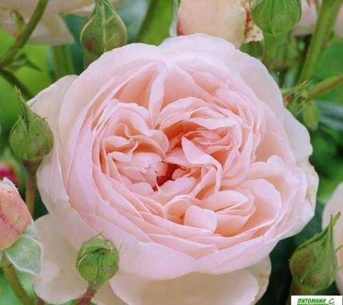 Питомник продаёт розу английскую Херитейдж