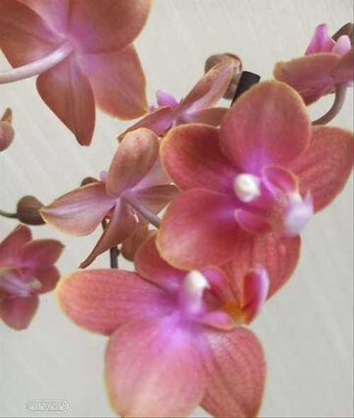 Орхидея фаленопсис Парфюмерная фабрика Дасти Бэль
