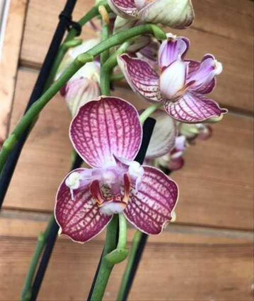 Орхидея фаленопсис Равело